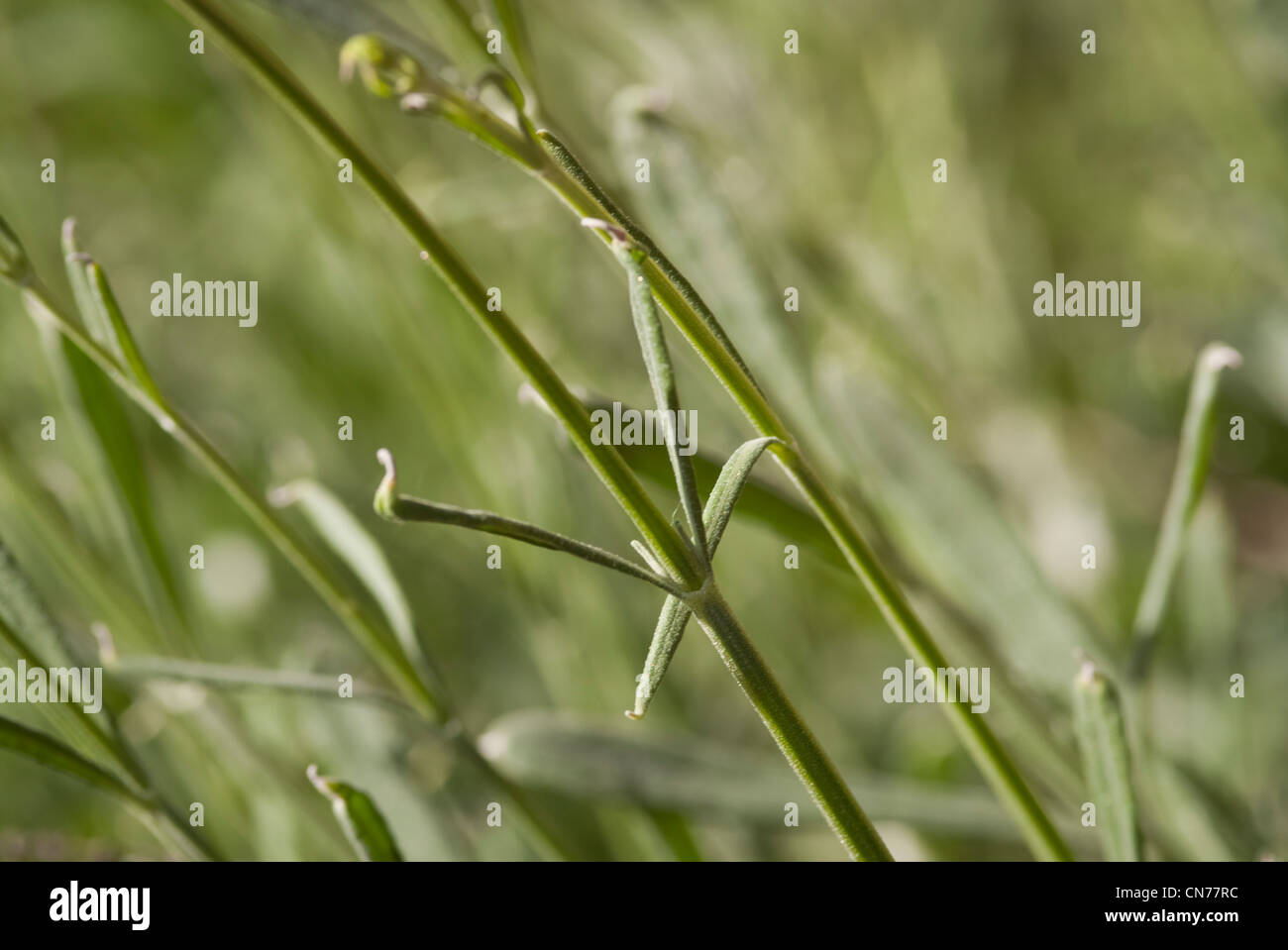 Macro, micro, close up photo, photograph of lavender plant Stock Photo ...