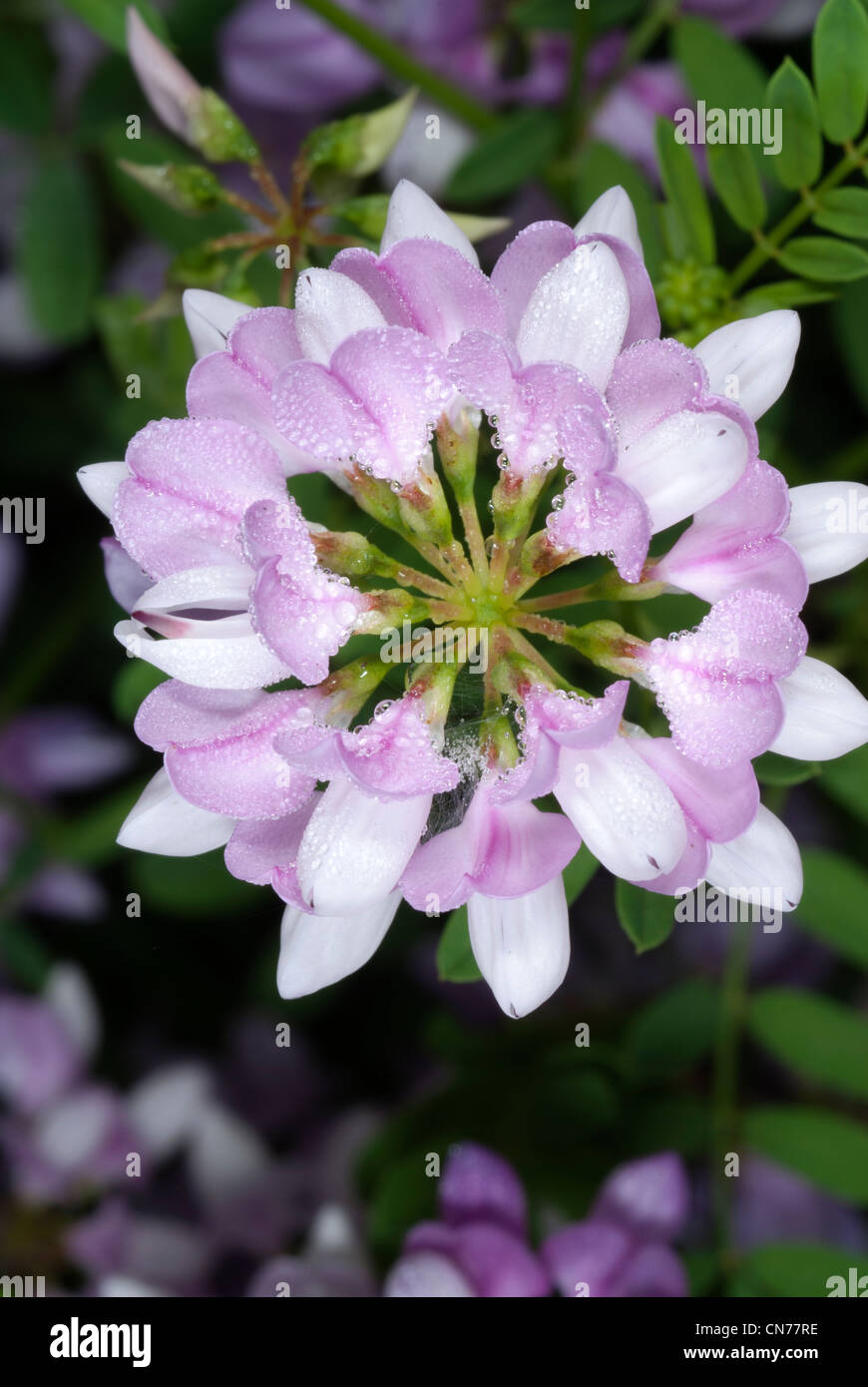 Crown Vetch or Purple Crown Vetch, Securigera varia Stock Photo - Alamy