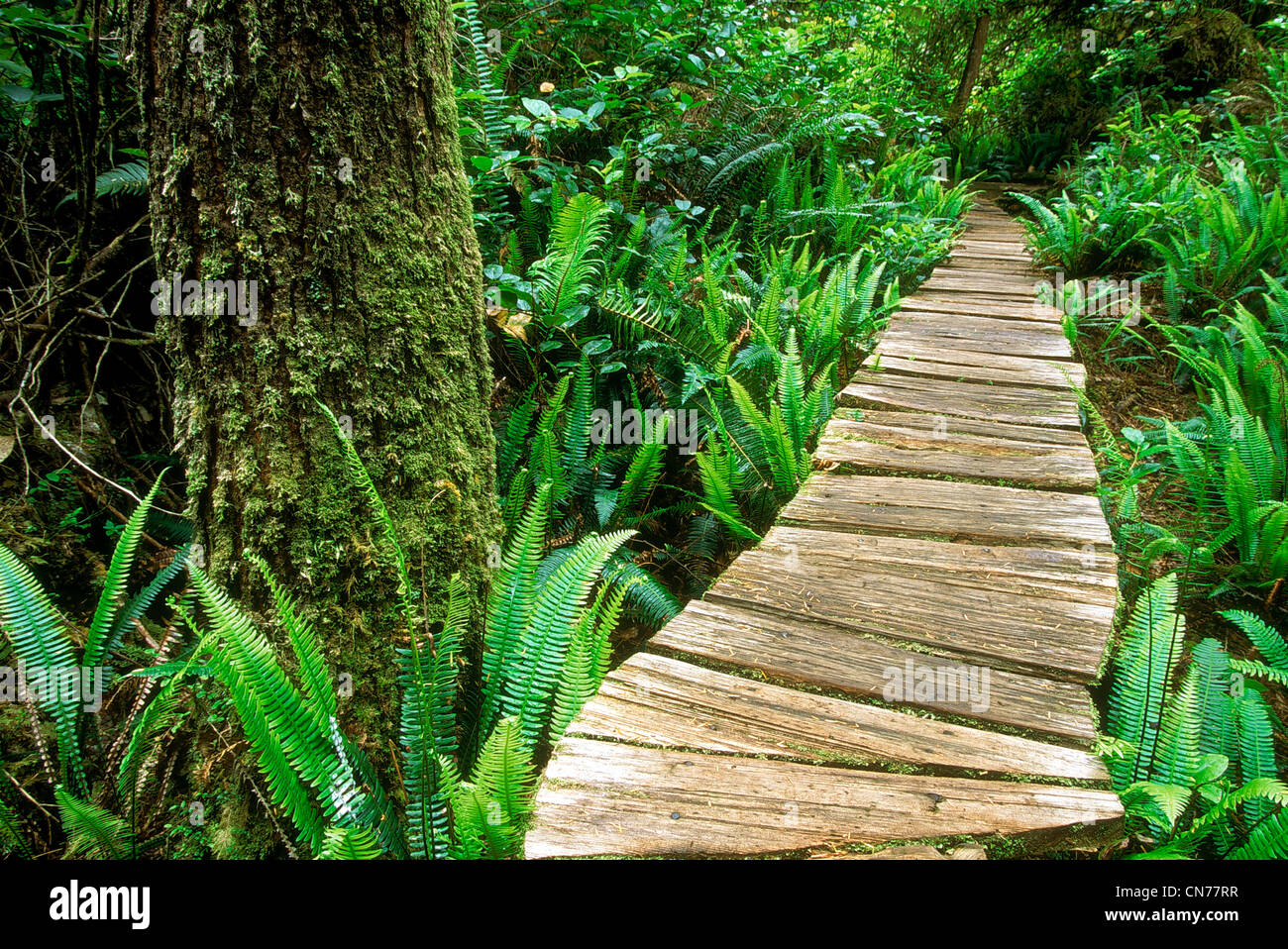 Boardwalk "Big Tree Trail" in Temperate Rainforest, Meares Island ...