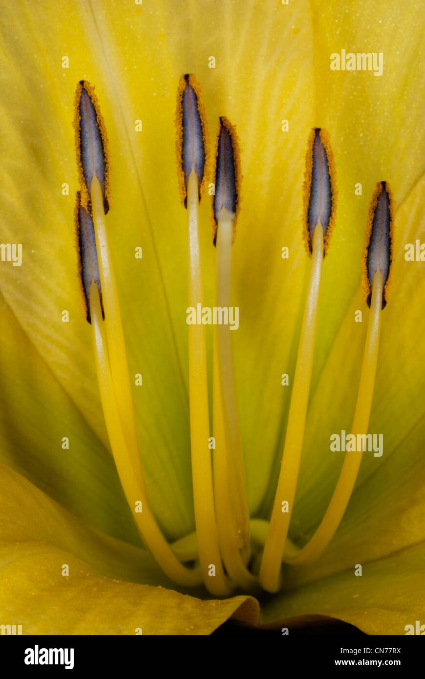 stamens and pistil of the daylily, Hemerocallis Stock Photo - Alamy