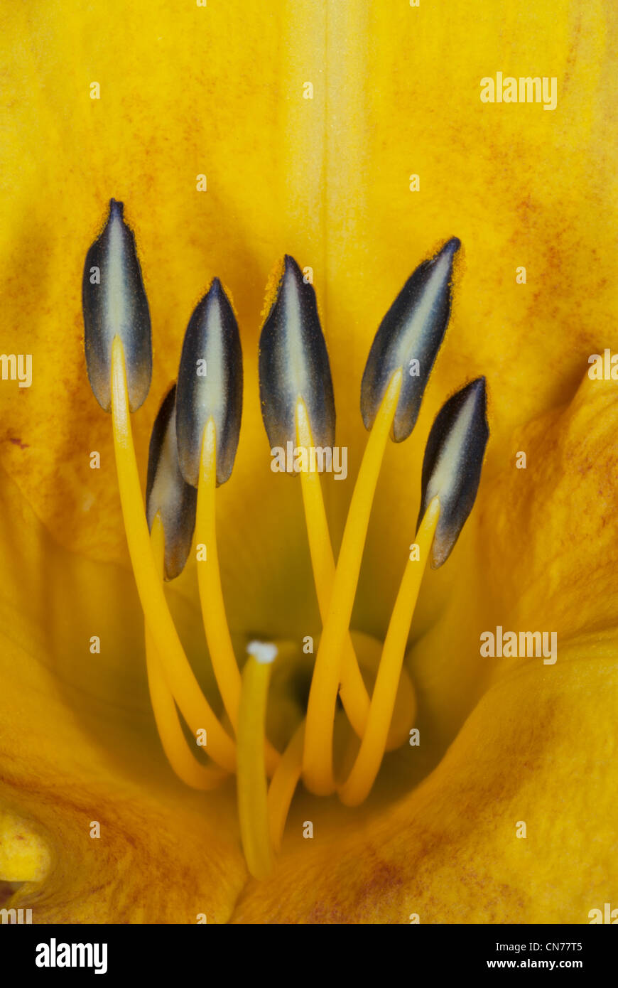 stamens and pistil of the daylily, Hemerocallis Stock Photo - Alamy