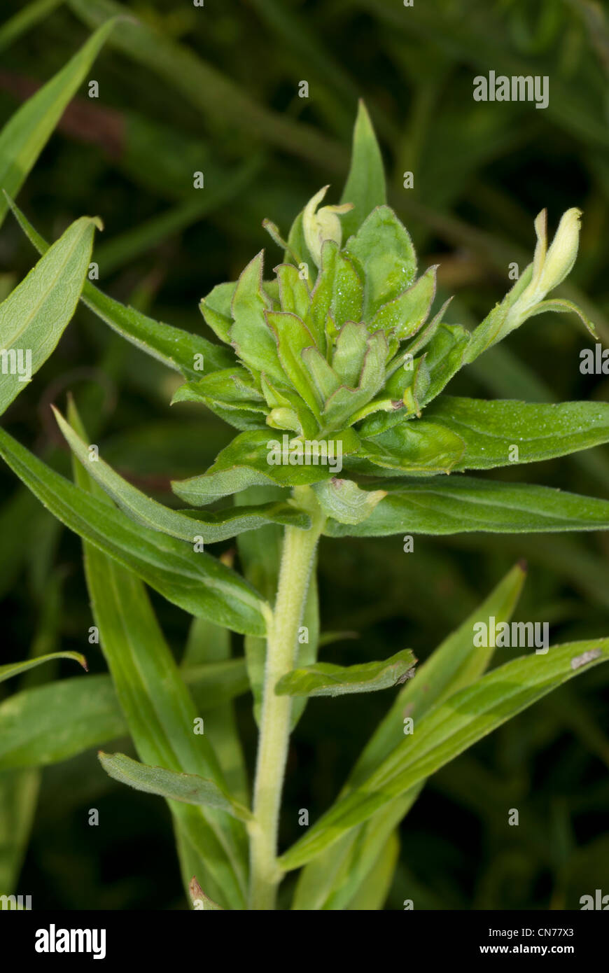 Goldenrod bunch gall, made by the cecidomyiid gall fly, Rhopalomyia ...