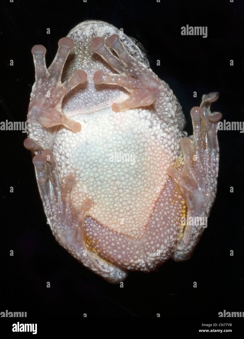 Underside of grey tree frog showing adhesive toes Stock Photo - Alamy