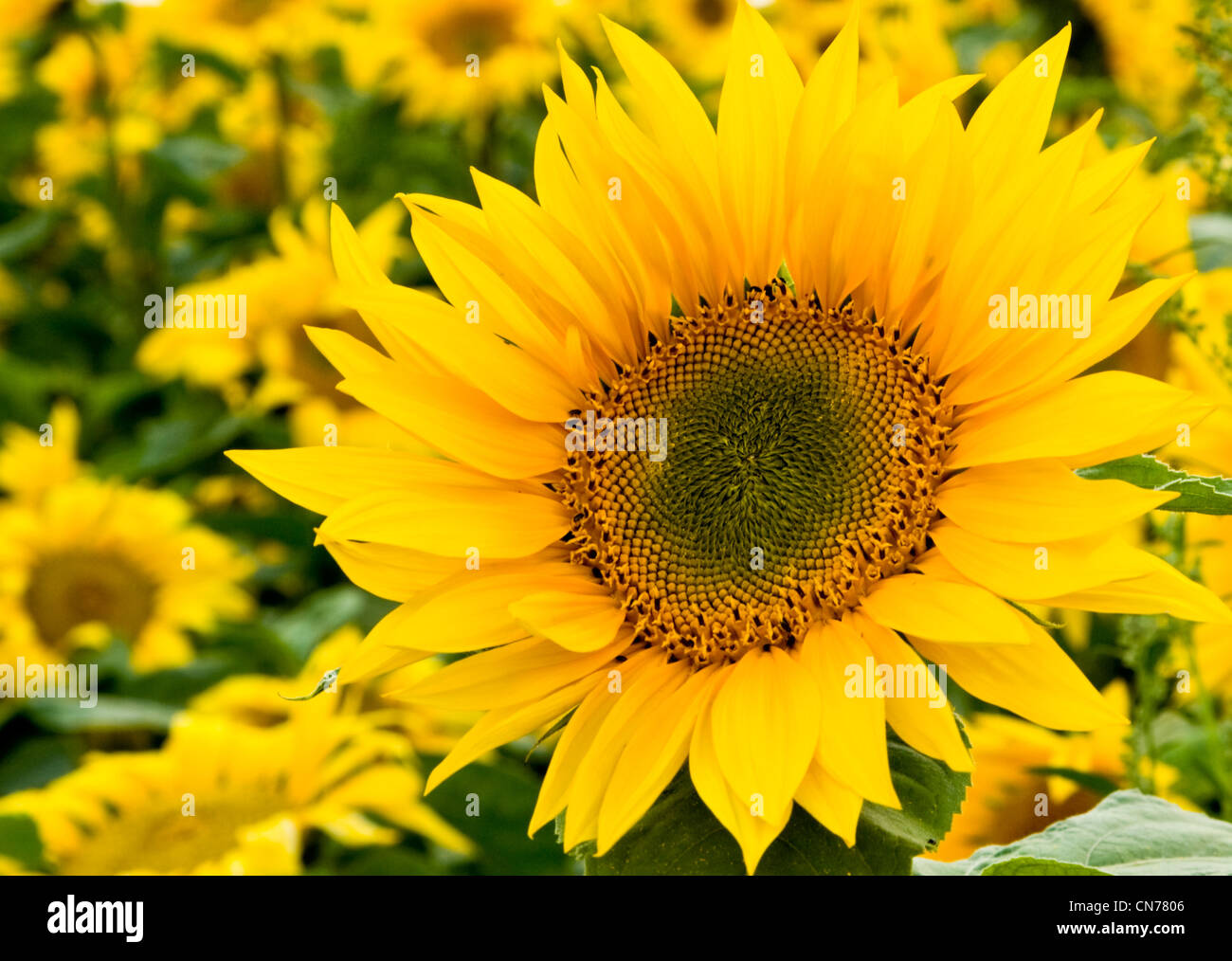 Sunflower display hi-res stock photography and images - Alamy