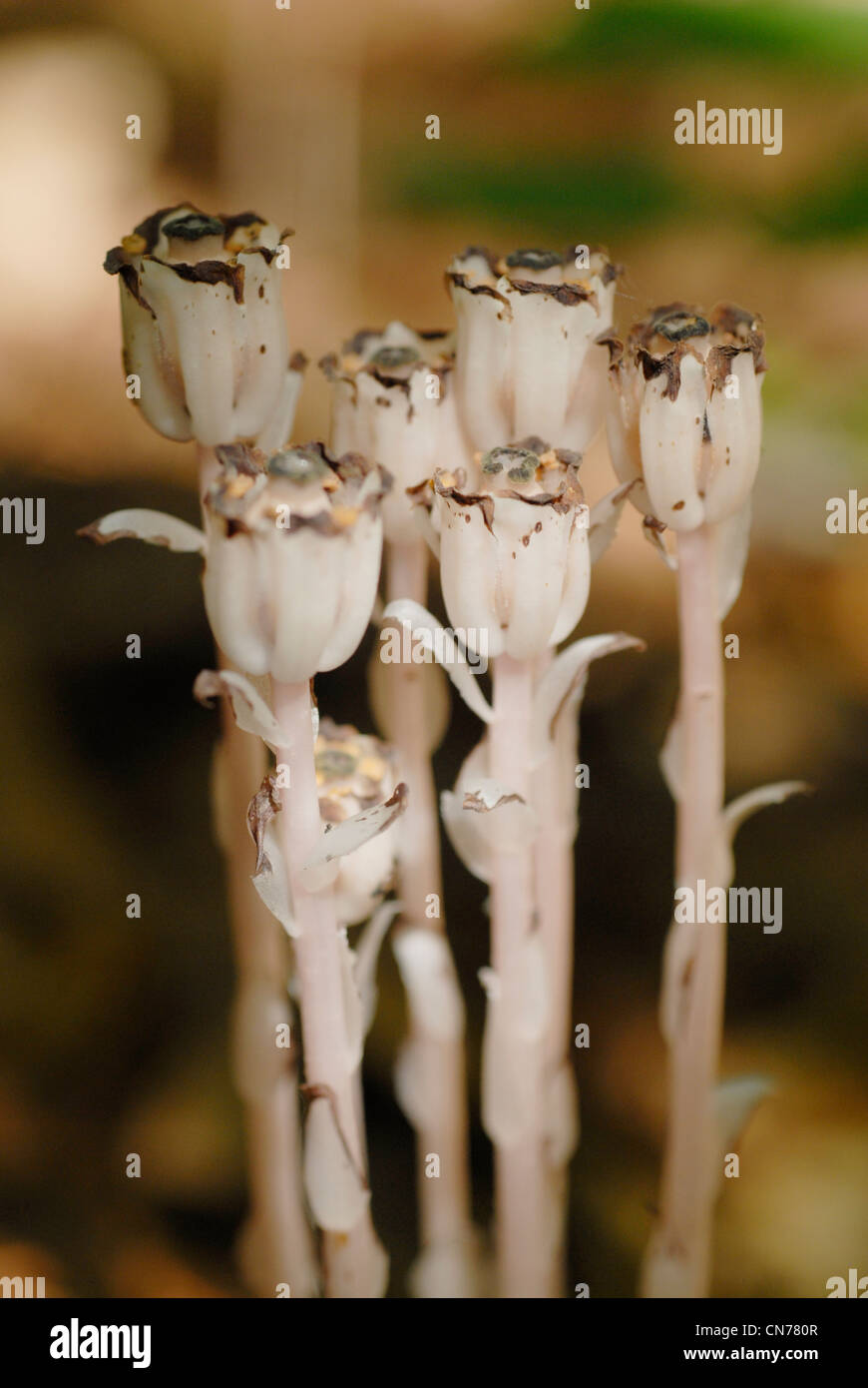 Indian Pipe, Monotropa uniflora Stock Photo - Alamy