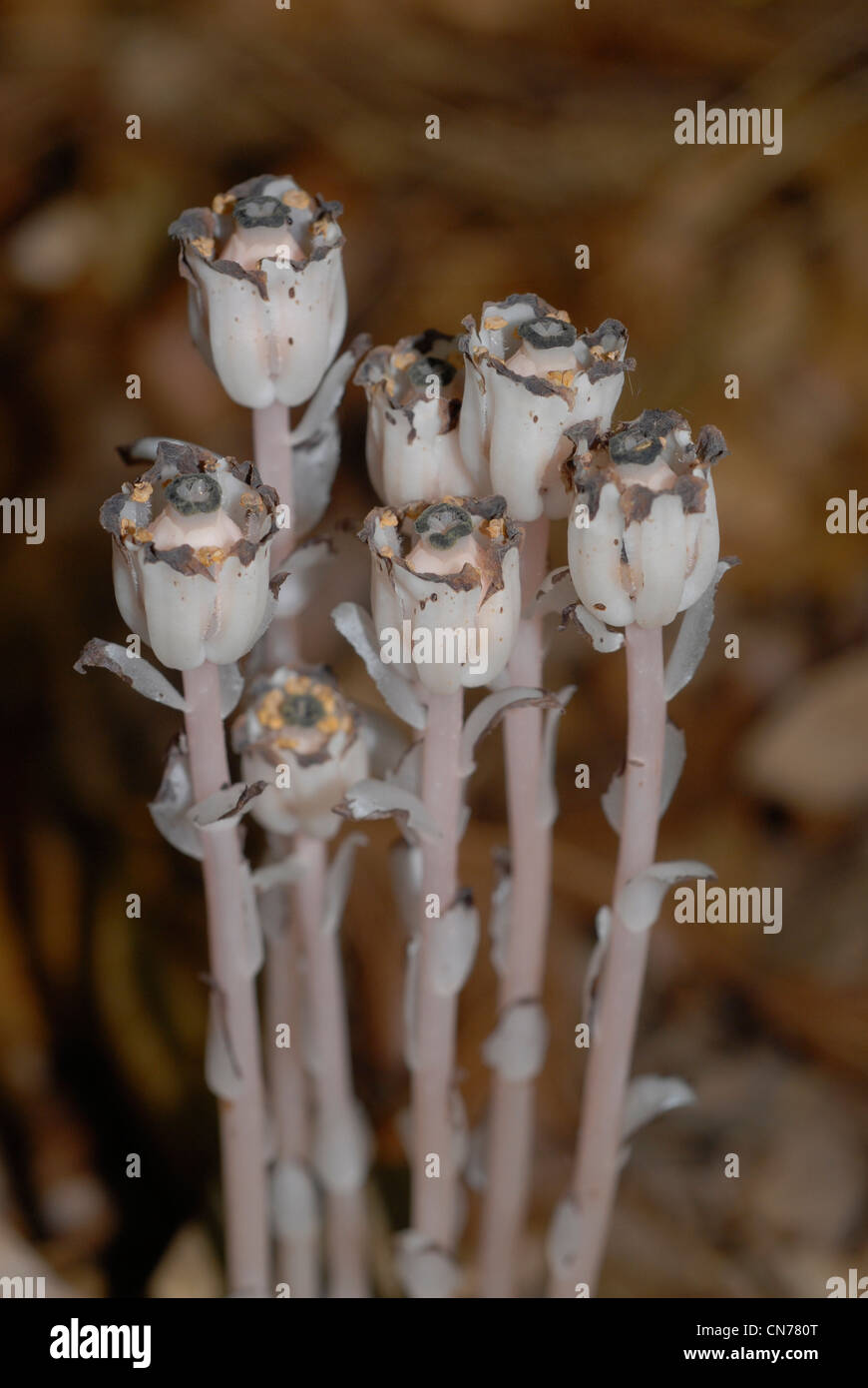 Indian Pipe, Monotropa uniflora Stock Photo - Alamy
