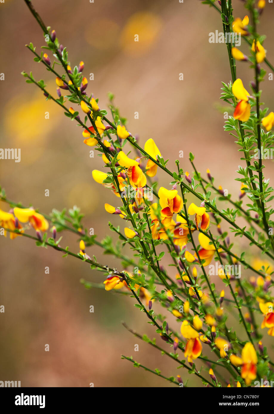 Yellow broom hi-res stock photography and images - Alamy