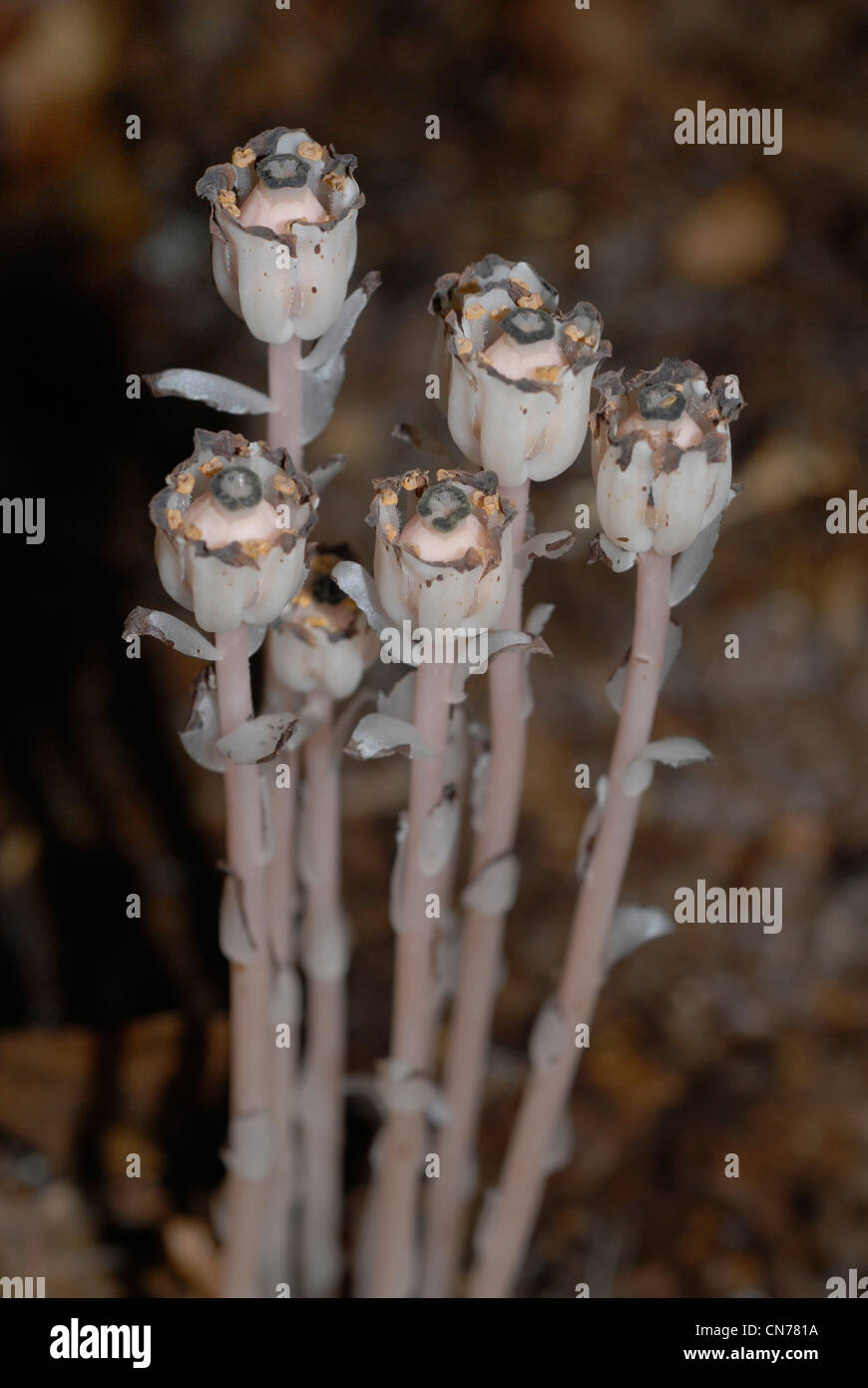 Indian Pipe, Monotropa uniflora Stock Photo - Alamy