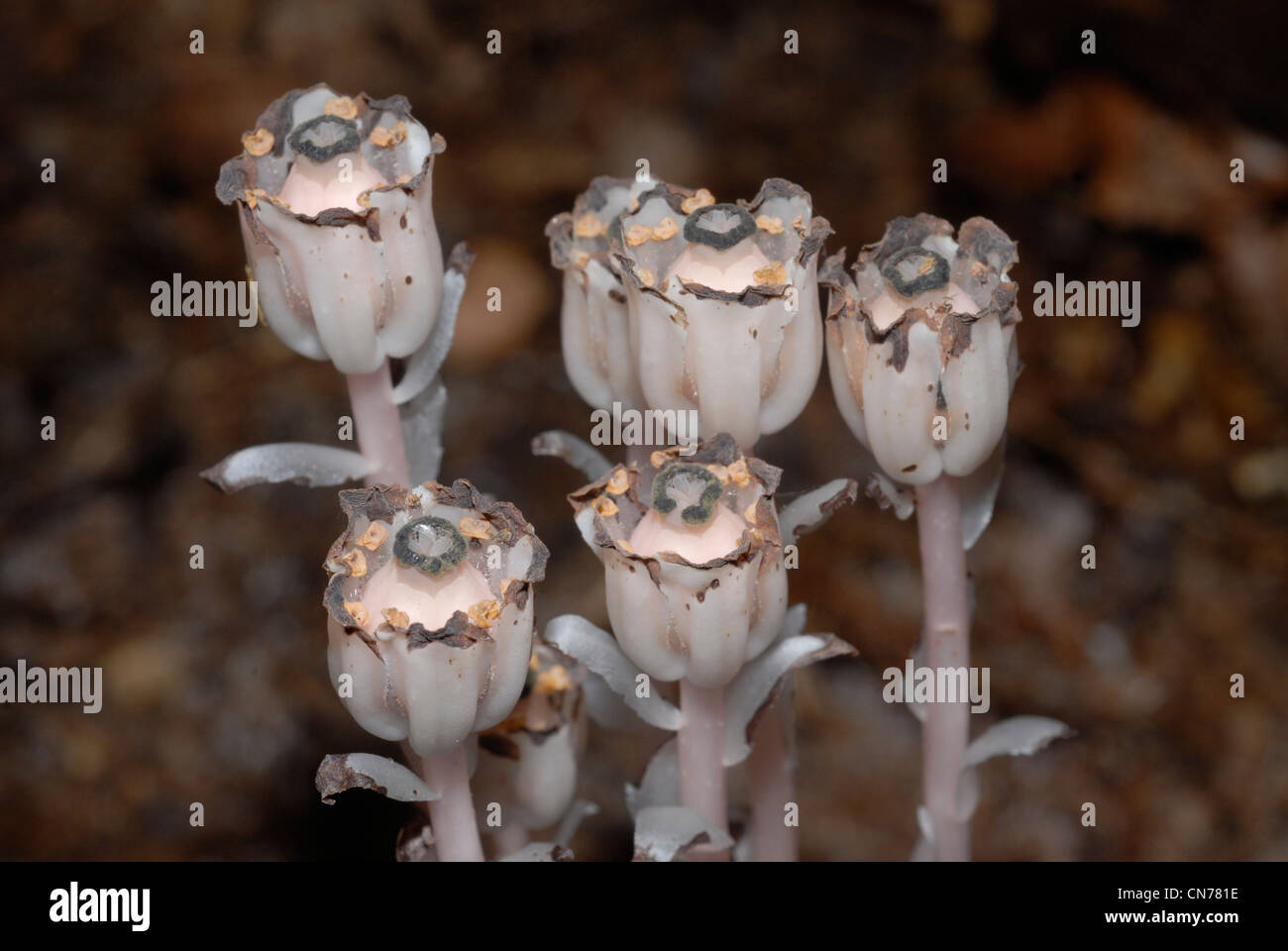 Indian Pipe, Monotropa uniflora Stock Photo - Alamy