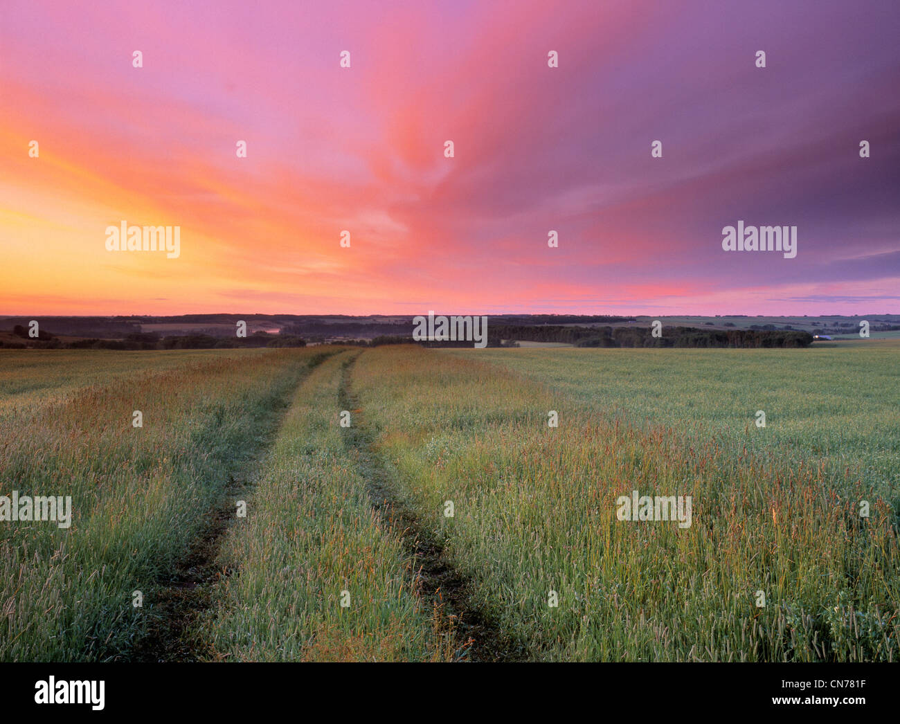 Sunrise Sky, Road and Cropland near Cremona, Alberta Stock Photo - Alamy
