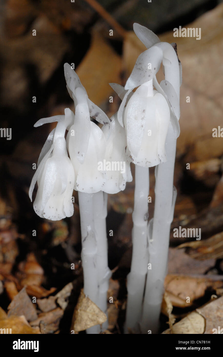 Indian Pipe, Monotropa uniflora Stock Photo - Alamy