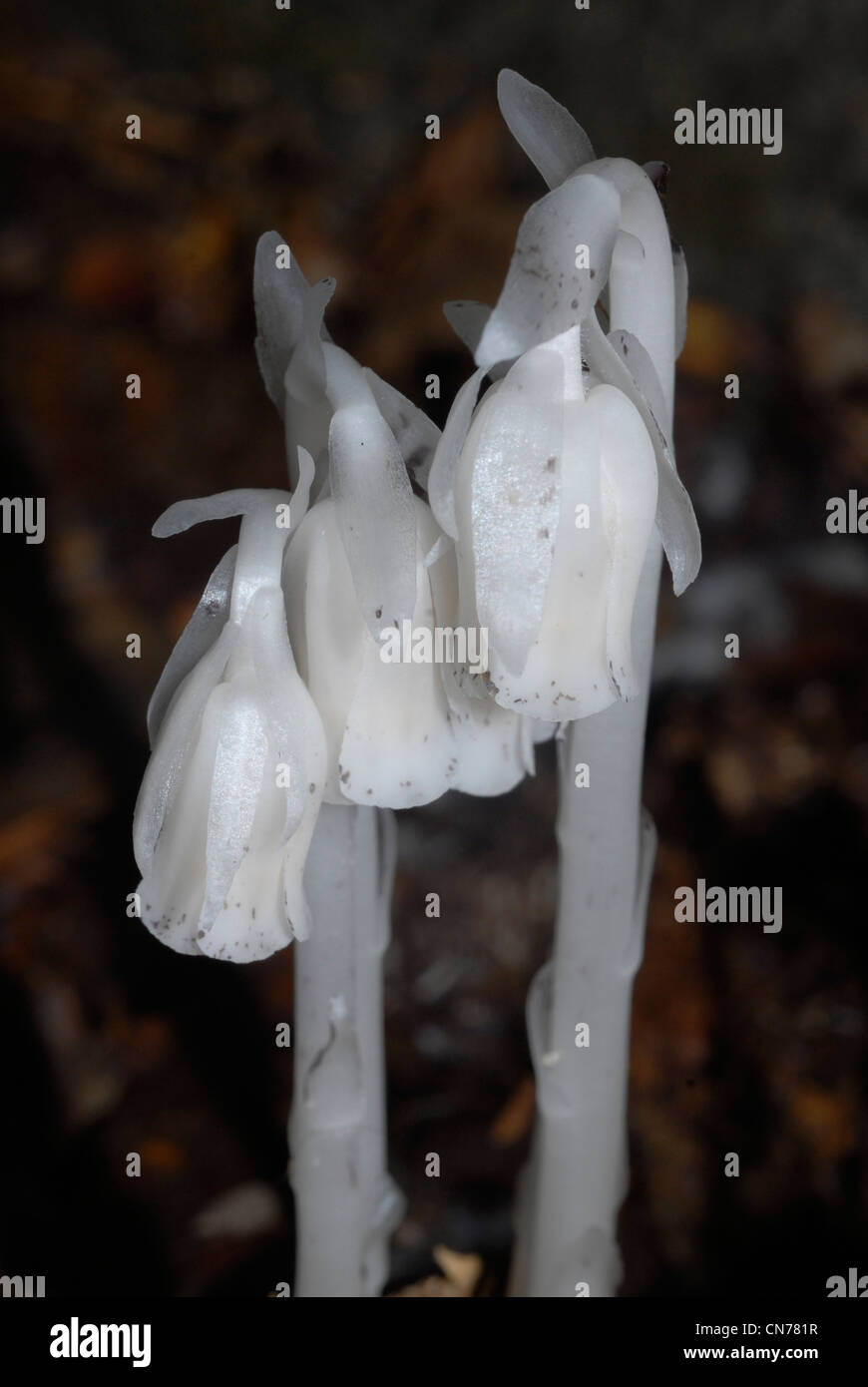 Indian Pipe, Monotropa uniflora Stock Photo - Alamy