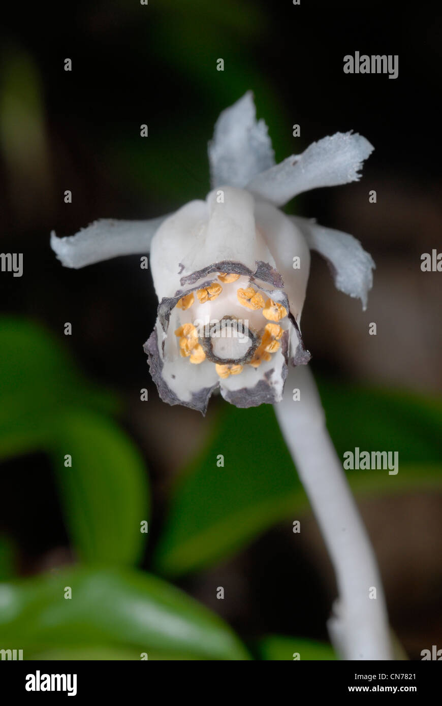 Indian Pipe, Monotropa uniflora Stock Photo - Alamy