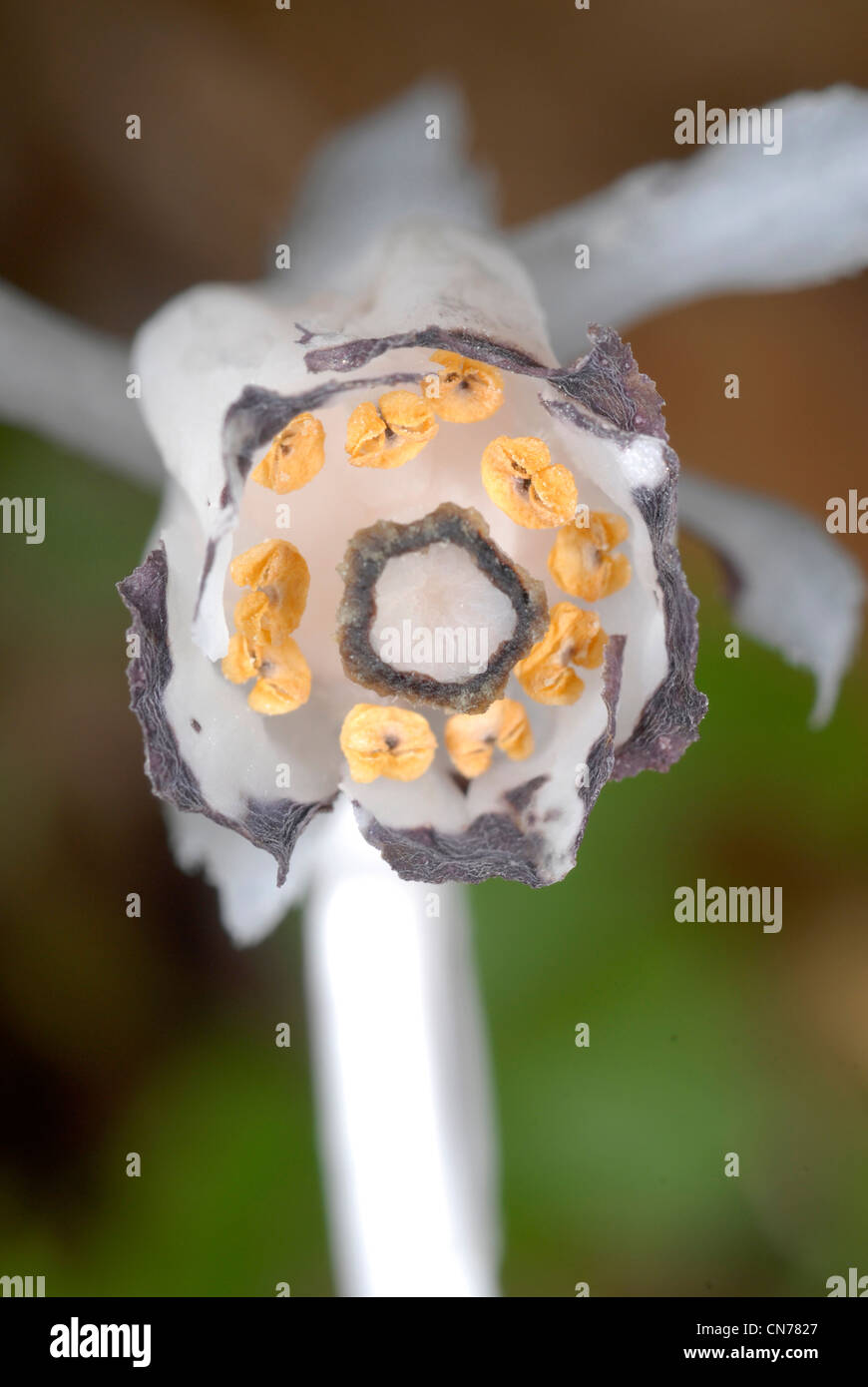 The indian pipe hi-res stock photography and images - Alamy