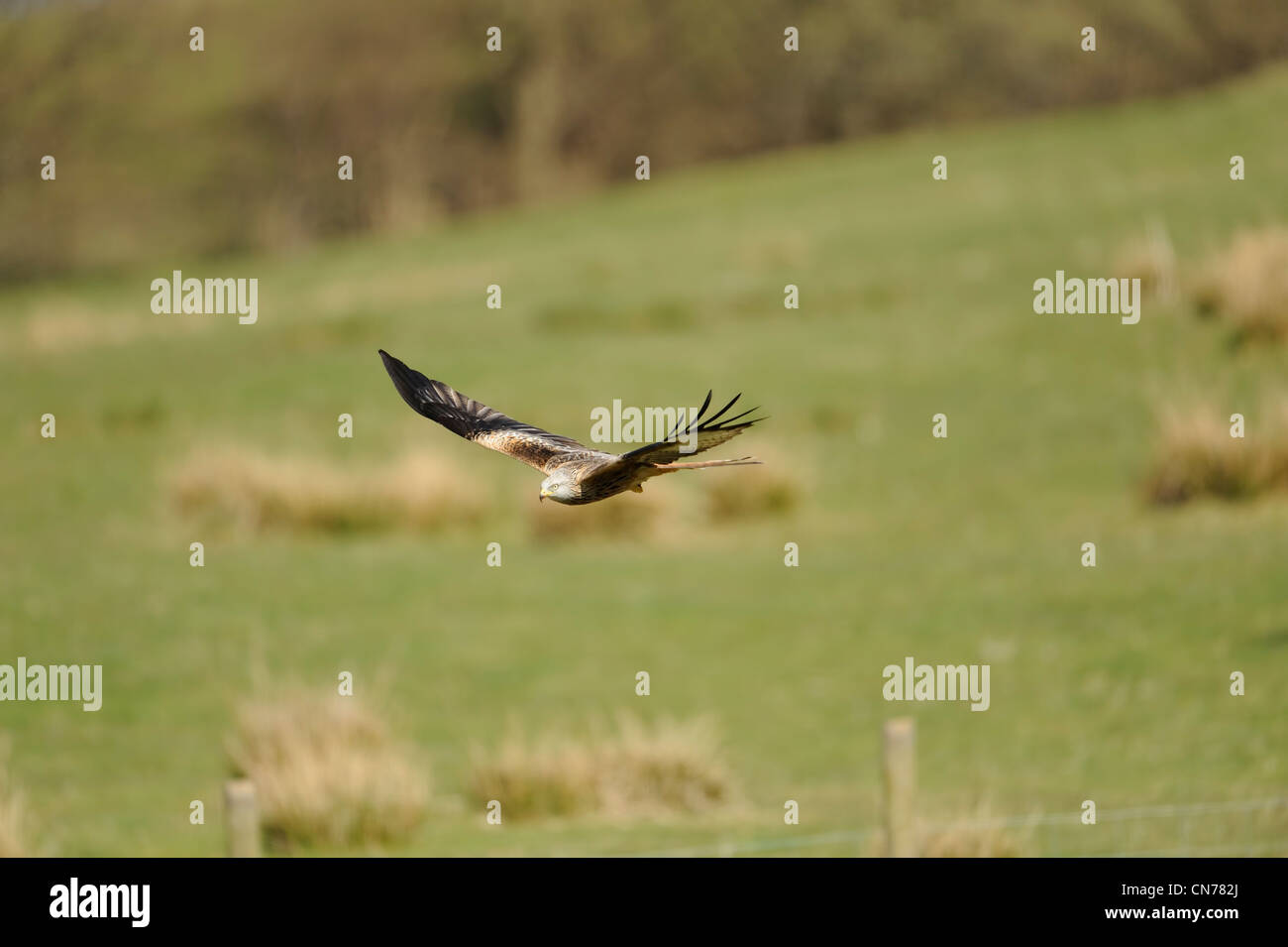 red kite swooping down for food Stock Photo - Alamy