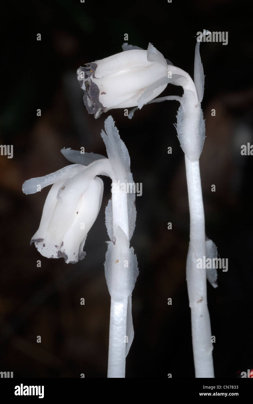 Indian Pipe, Monotropa uniflora Stock Photo - Alamy