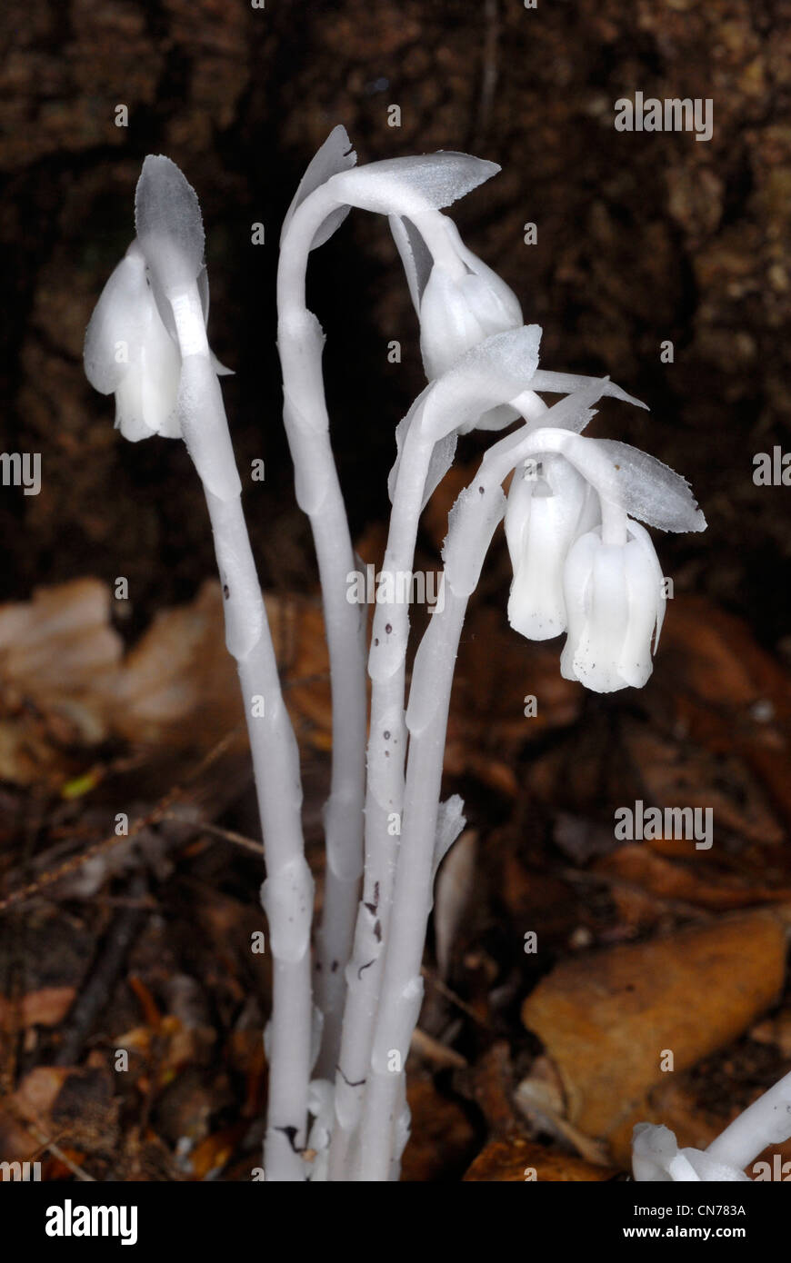Indian Pipe, Monotropa uniflora Stock Photo - Alamy