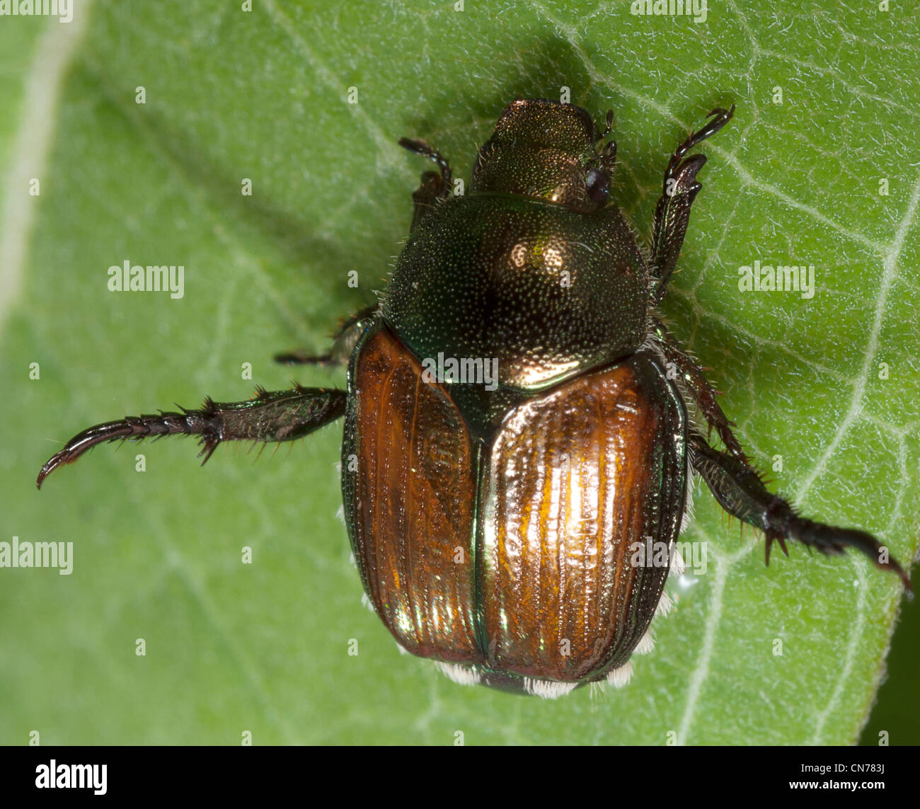 Invasive beetle species hi-res stock photography and images - Alamy