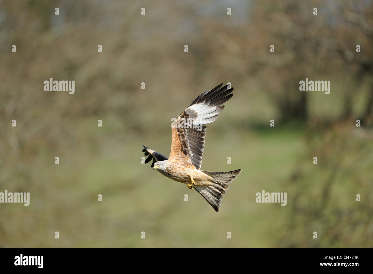 Flight between trees hi-res stock photography and images - Alamy