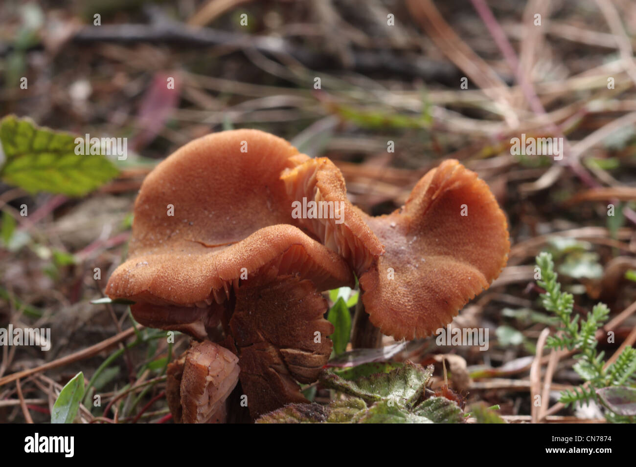 Scurfy deceiver mushroom Stock Photo - Alamy