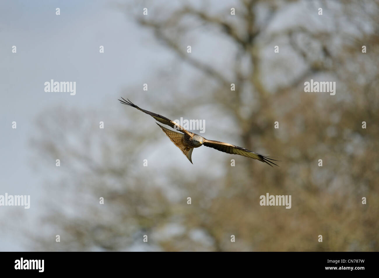 Red kite below hi-res stock photography and images - Alamy