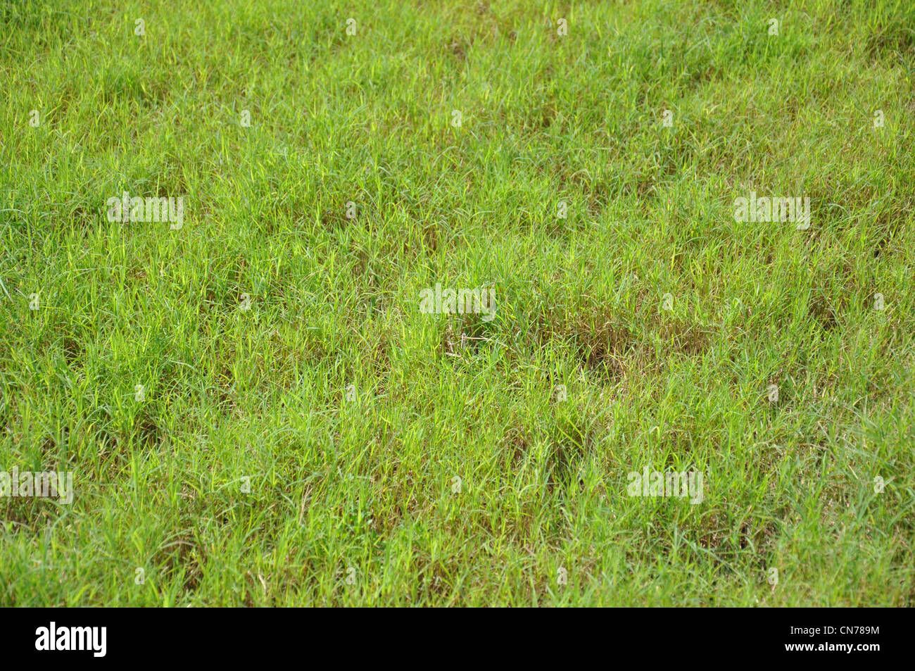 Lush Green of Grass Stock Photo - Alamy