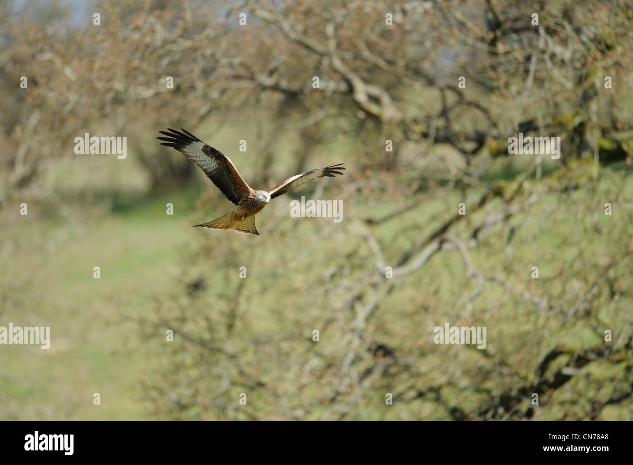 red kite flies between the trees Stock Photo - Alamy