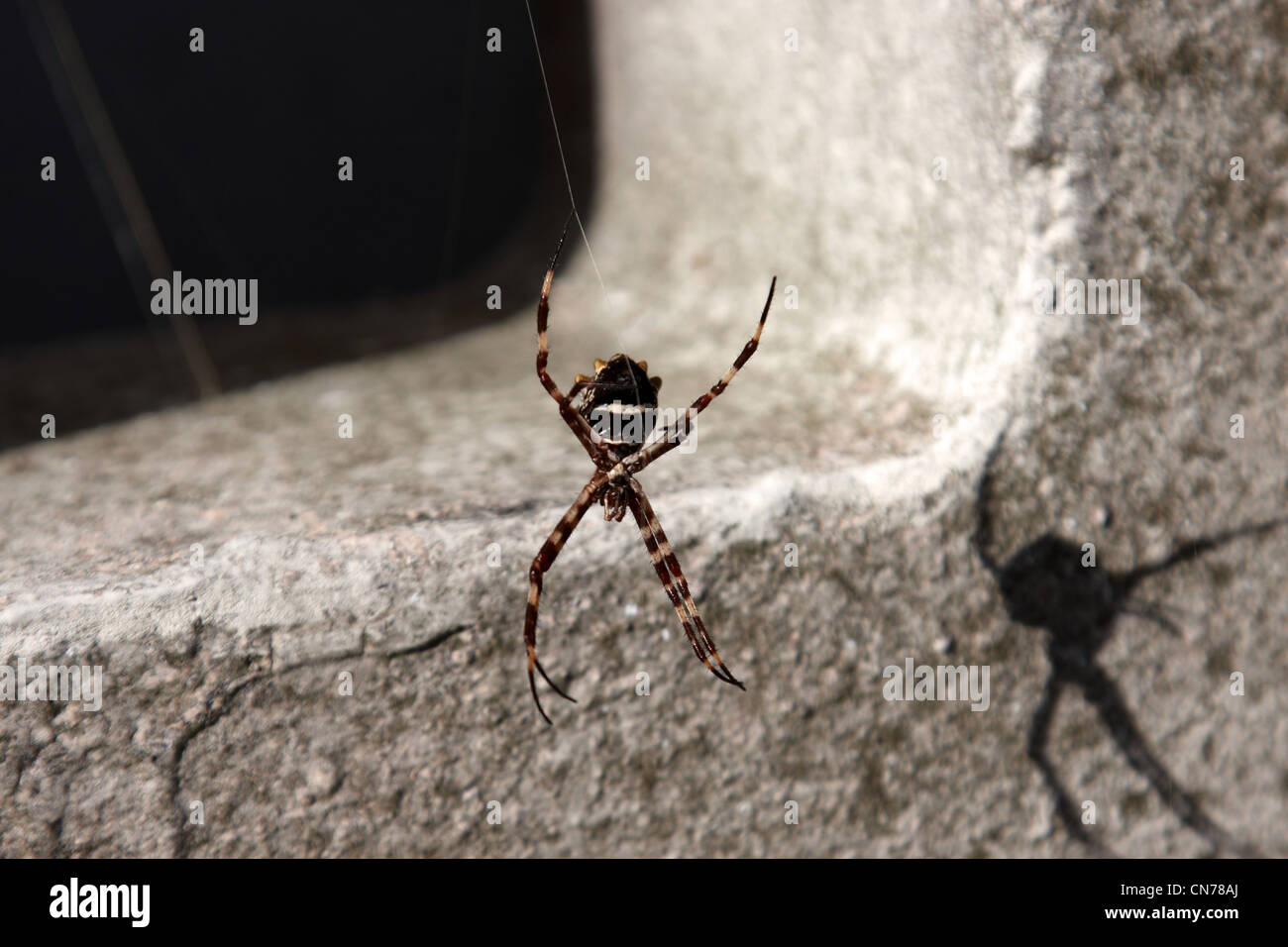 A spider dangling from a silk strand Stock Photo - Alamy