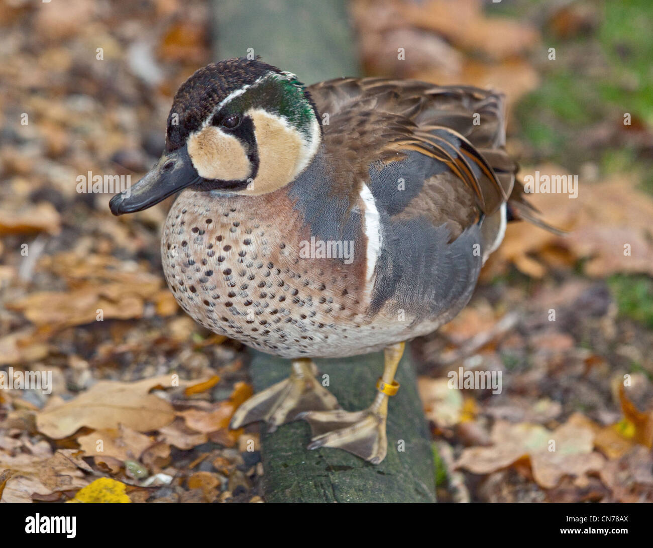Baikal teal duck hi-res stock photography and images - Alamy