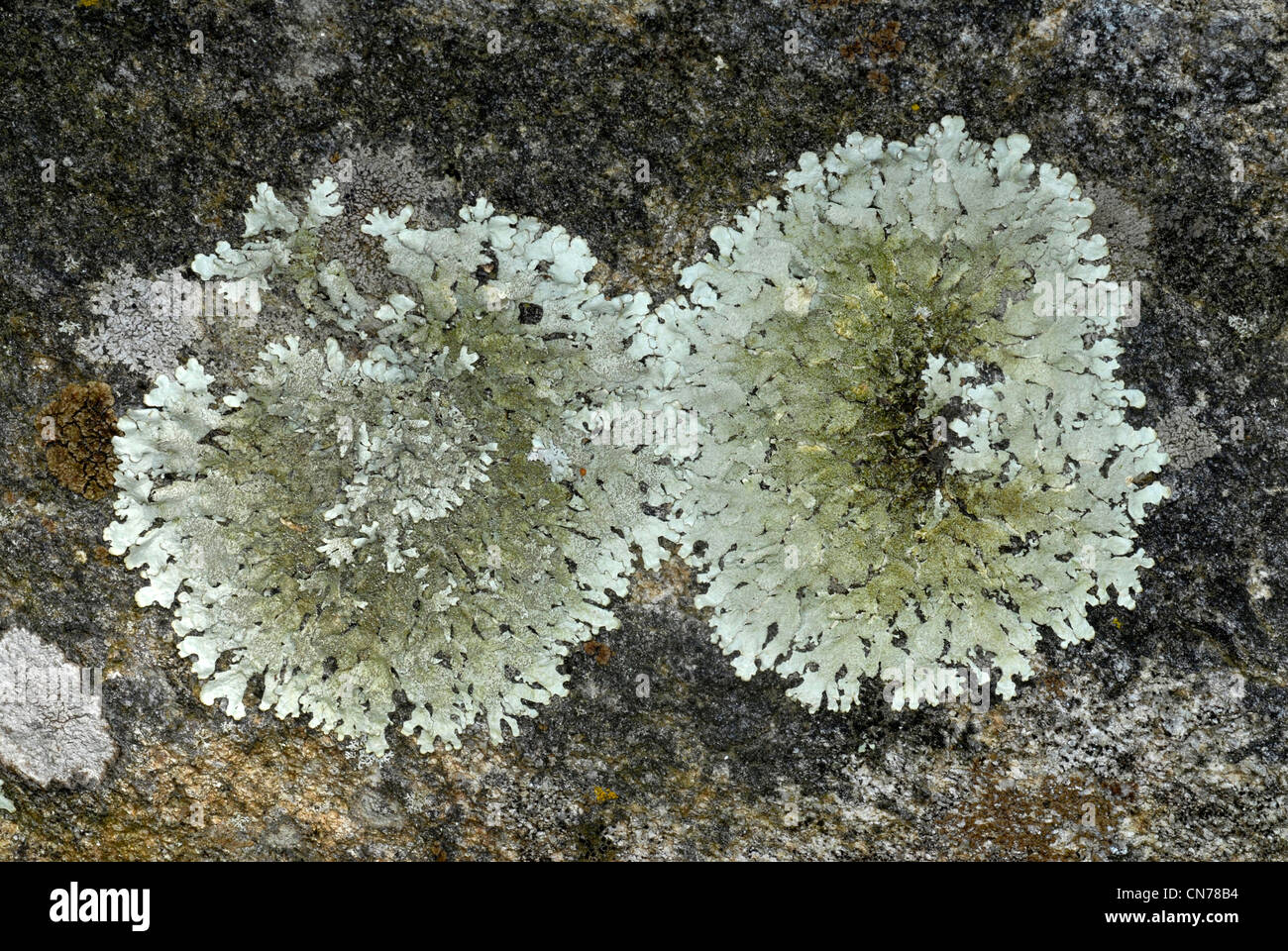 Lichen growing on a rock Stock Photo - Alamy