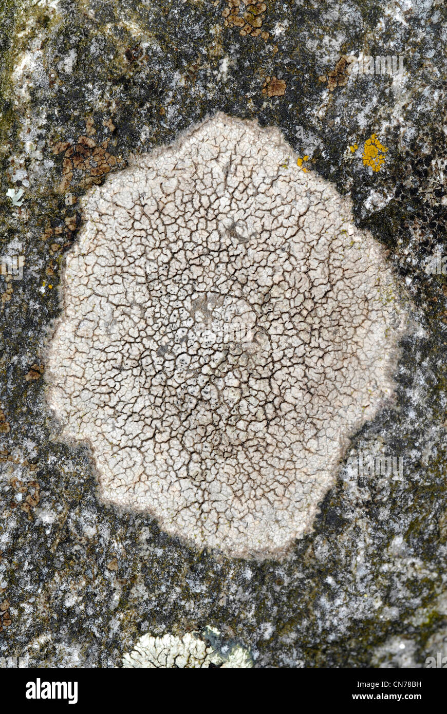 Lichen growing on a rock Stock Photo - Alamy