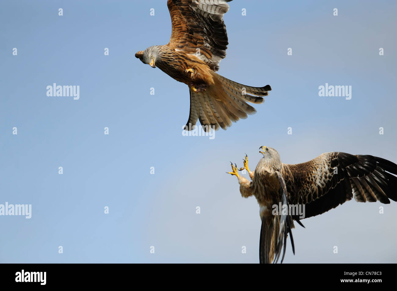 Pair red kites in flight hi-res stock photography and images - Alamy