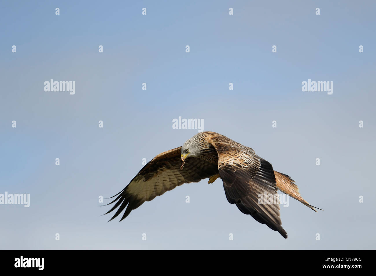red kite feeding in mid-air Stock Photo - Alamy