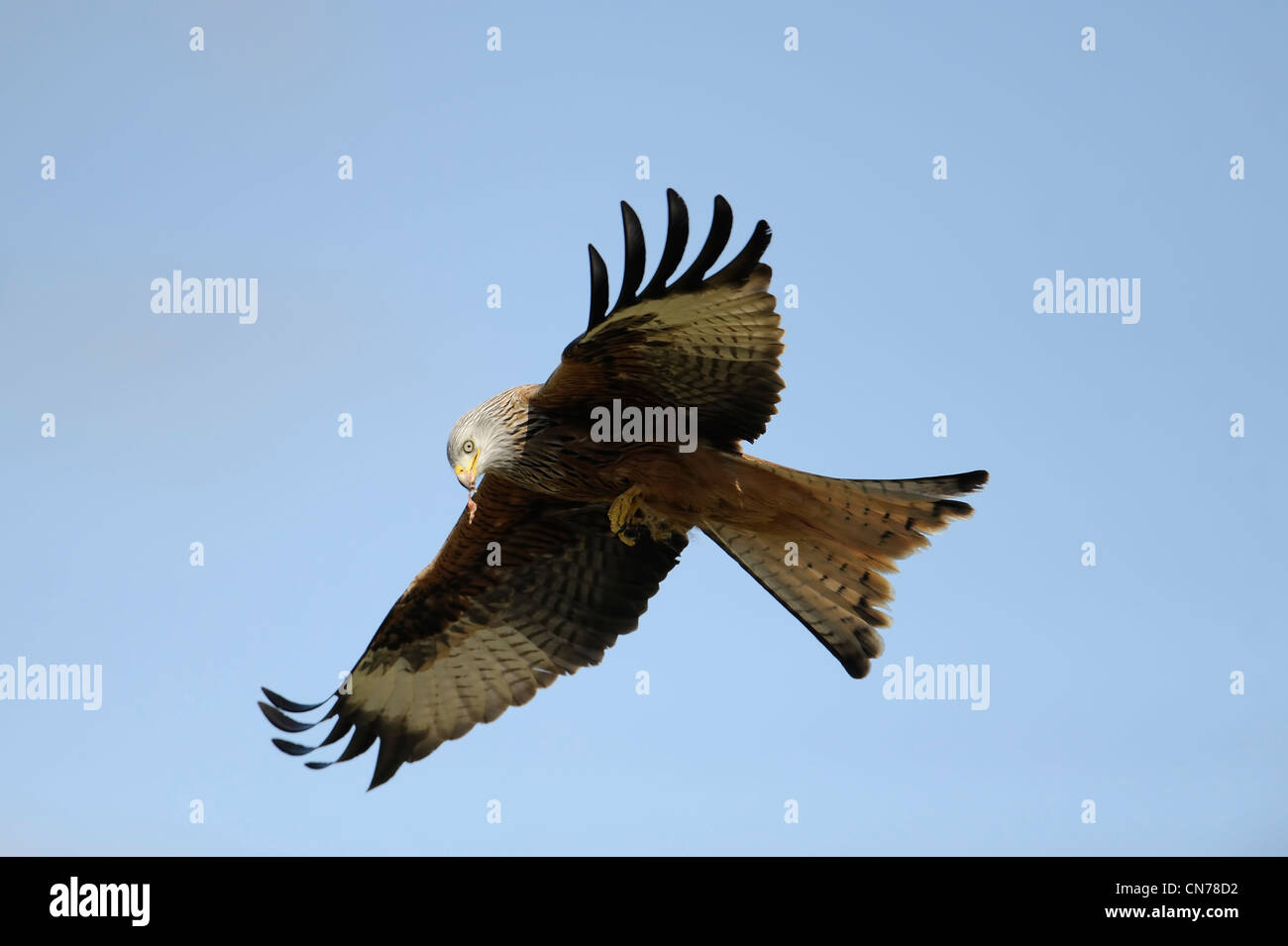 red kite feeding in mid-air Stock Photo - Alamy