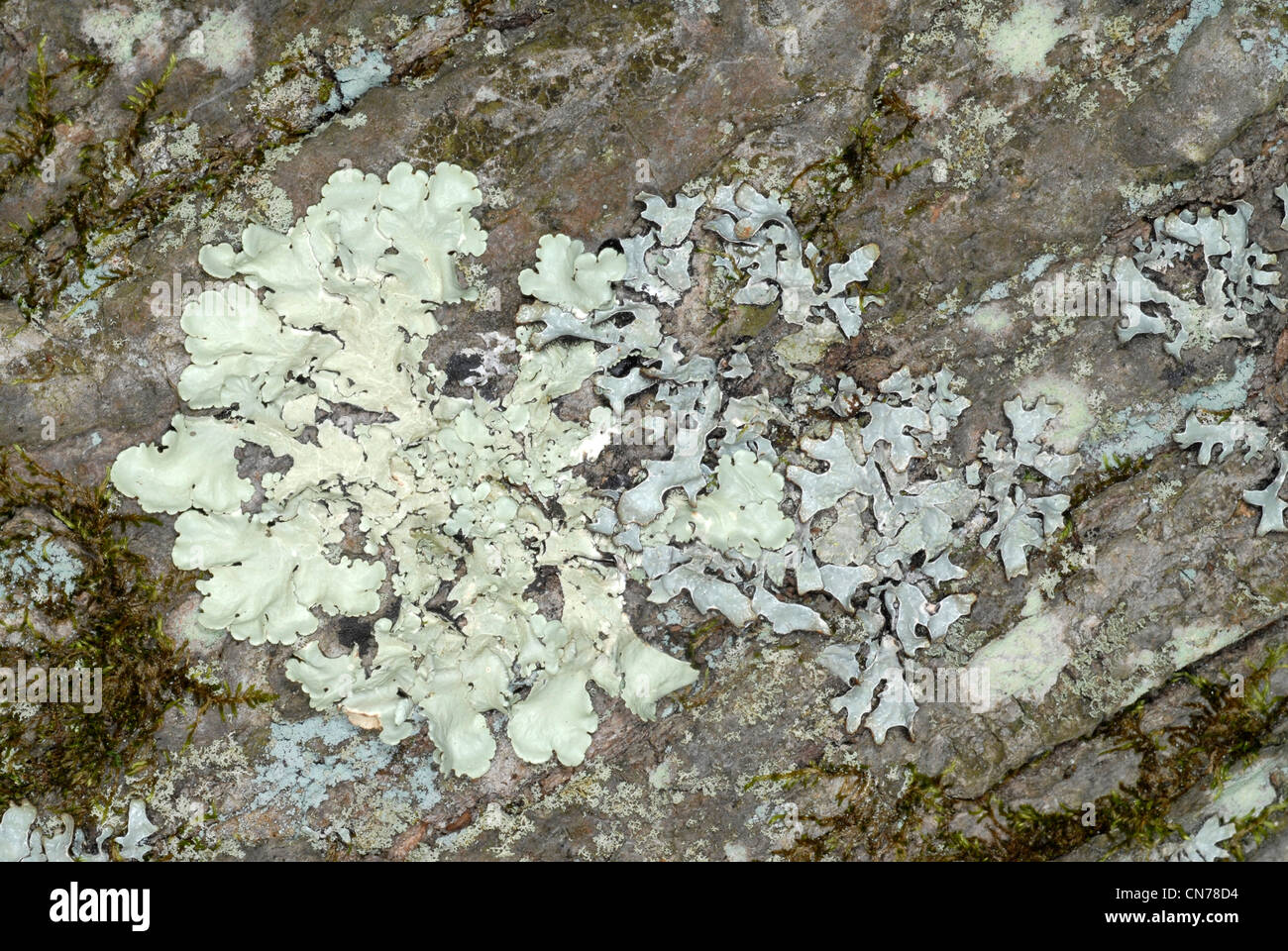 Lichen growing on a rock Stock Photo - Alamy