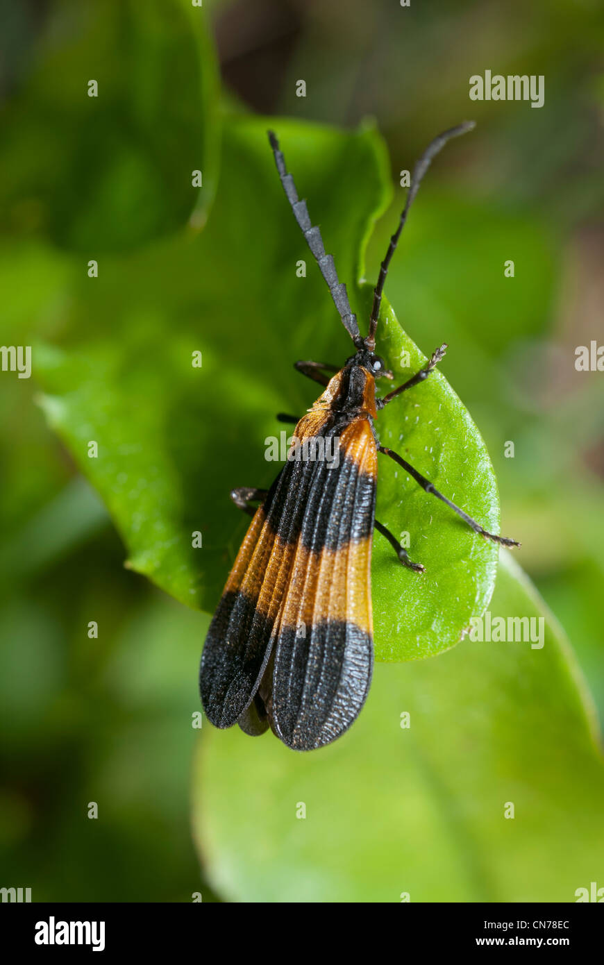 Banded Net-wing beetle, Calopteron reticulatum Stock Photo - Alamy