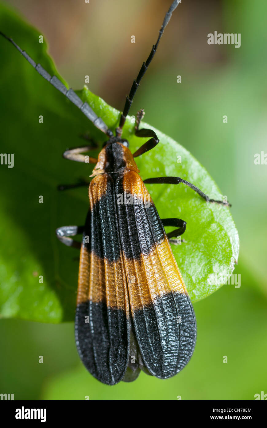 Banded Net-wing beetle, Calopteron reticulatum Stock Photo - Alamy