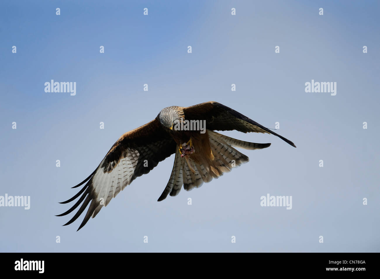 red kite feeding in mid-air Stock Photo - Alamy