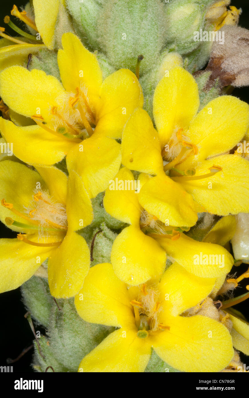 Common mullein, Verbascum thapsus , flowers Stock Photo - Alamy