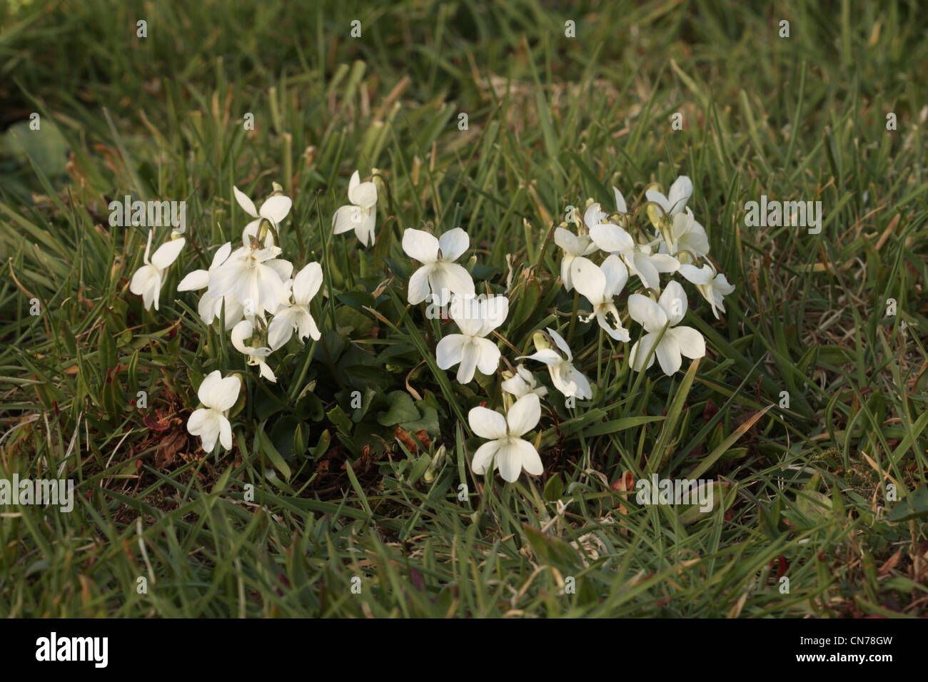 White violets hi-res stock photography and images - Alamy