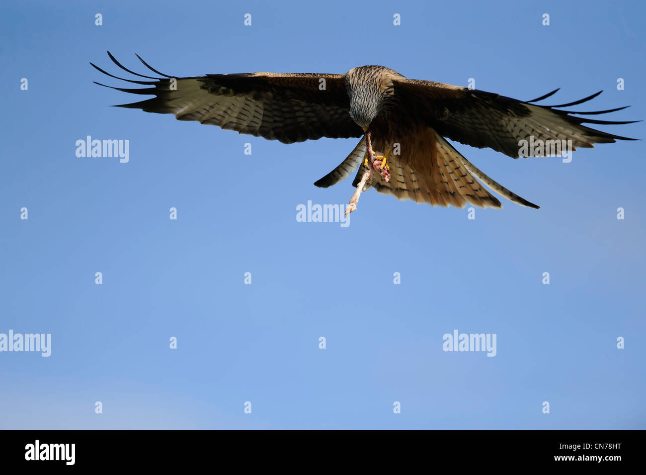 red kite feeding in mid-air Stock Photo - Alamy
