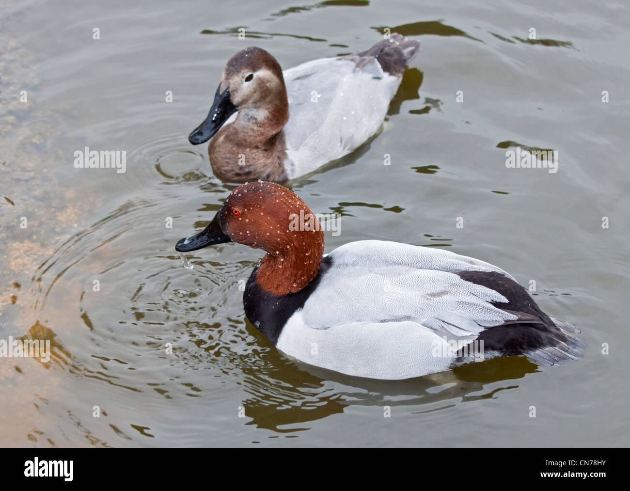 Female common pochard duck ferina hi-res stock photography and images ...