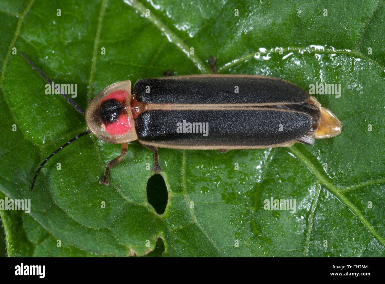 Pennsylvania firefly hi-res stock photography and images - Alamy