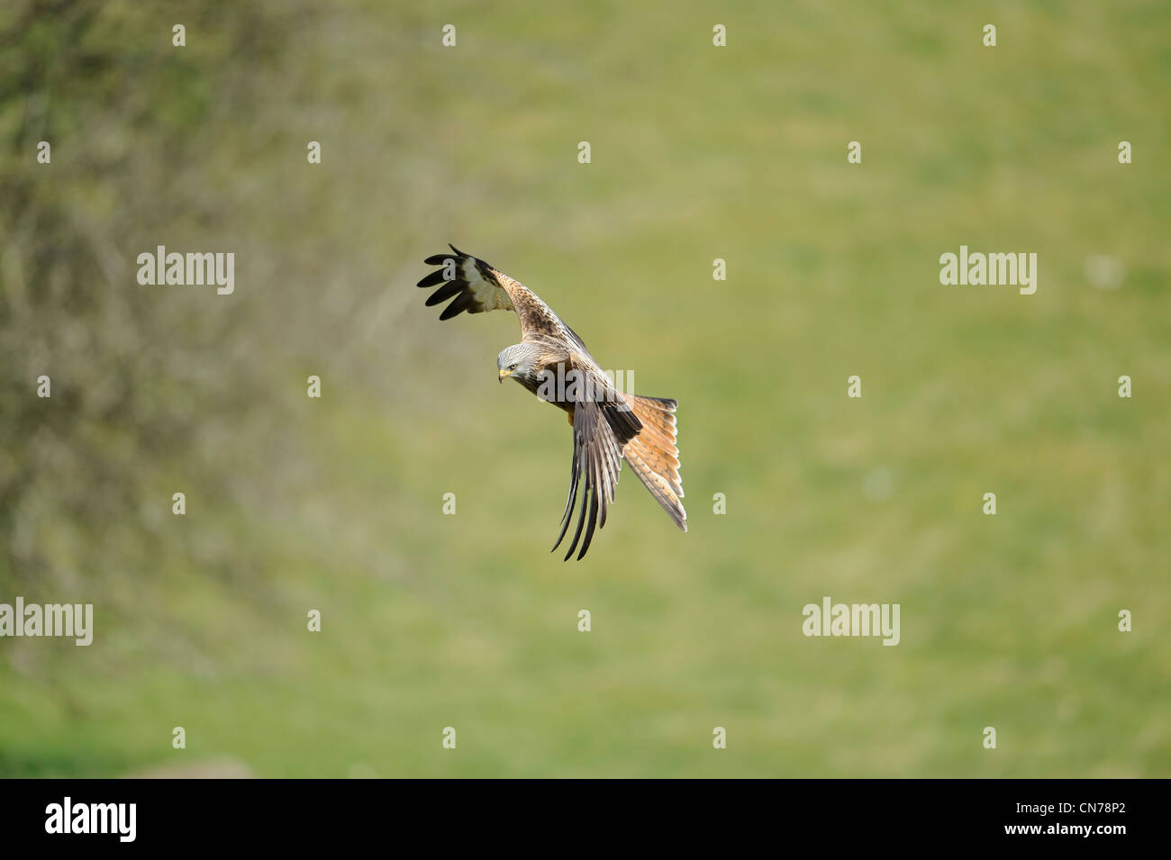 red kite in flight Stock Photo - Alamy
