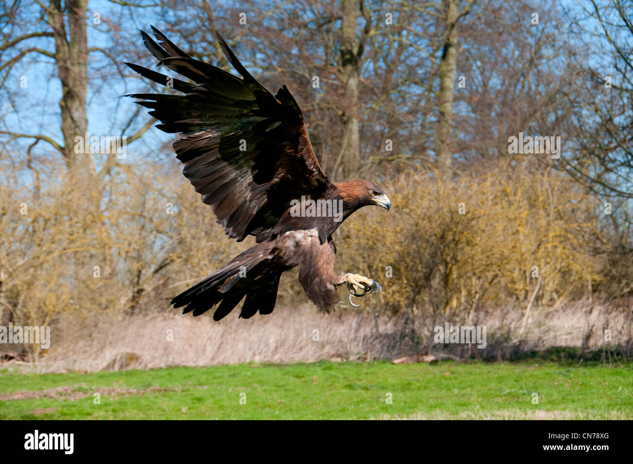 Golden eagle in flight hi-res stock photography and images - Alamy
