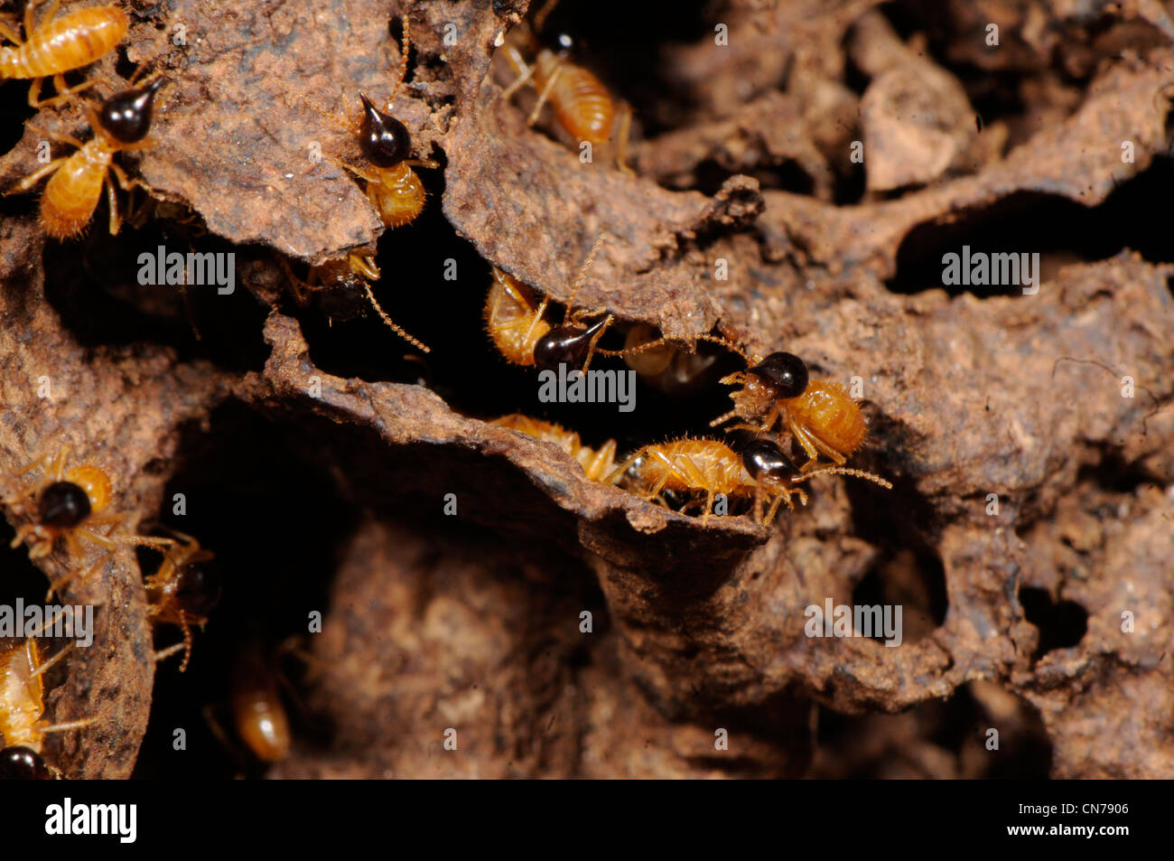 Nasutitermes corniger, a species of arboreal termite Stock Photo - Alamy