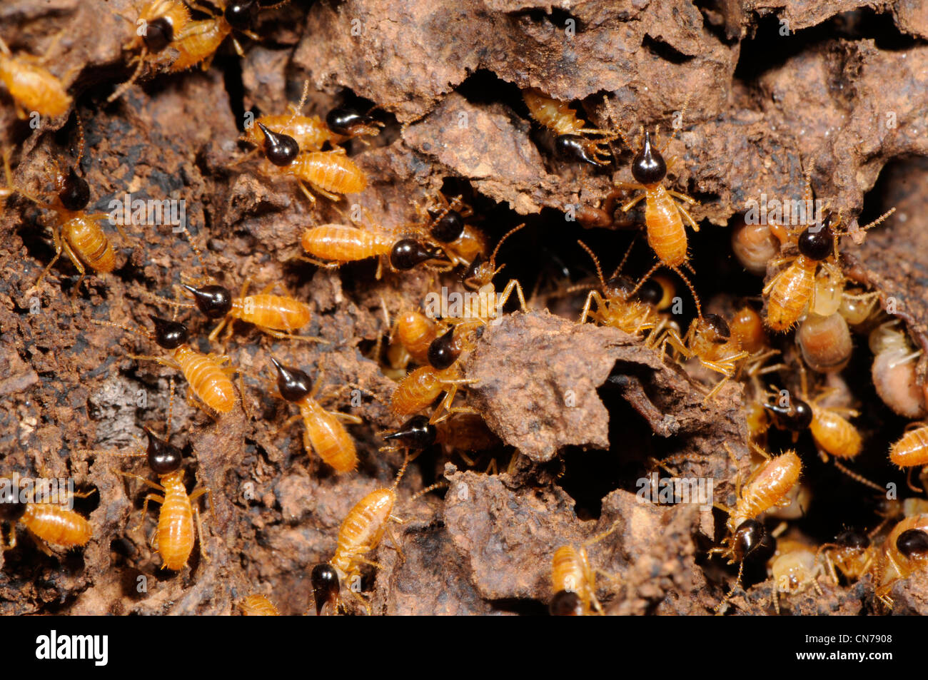 Nasutitermes corniger, a species of arboreal termite Stock Photo - Alamy