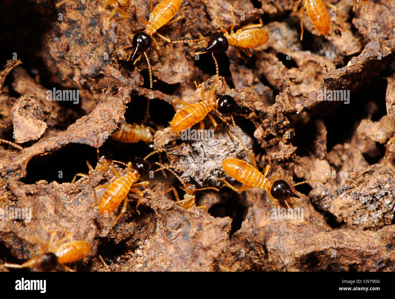 Nasutitermes corniger, a species of arboreal termite Stock Photo - Alamy