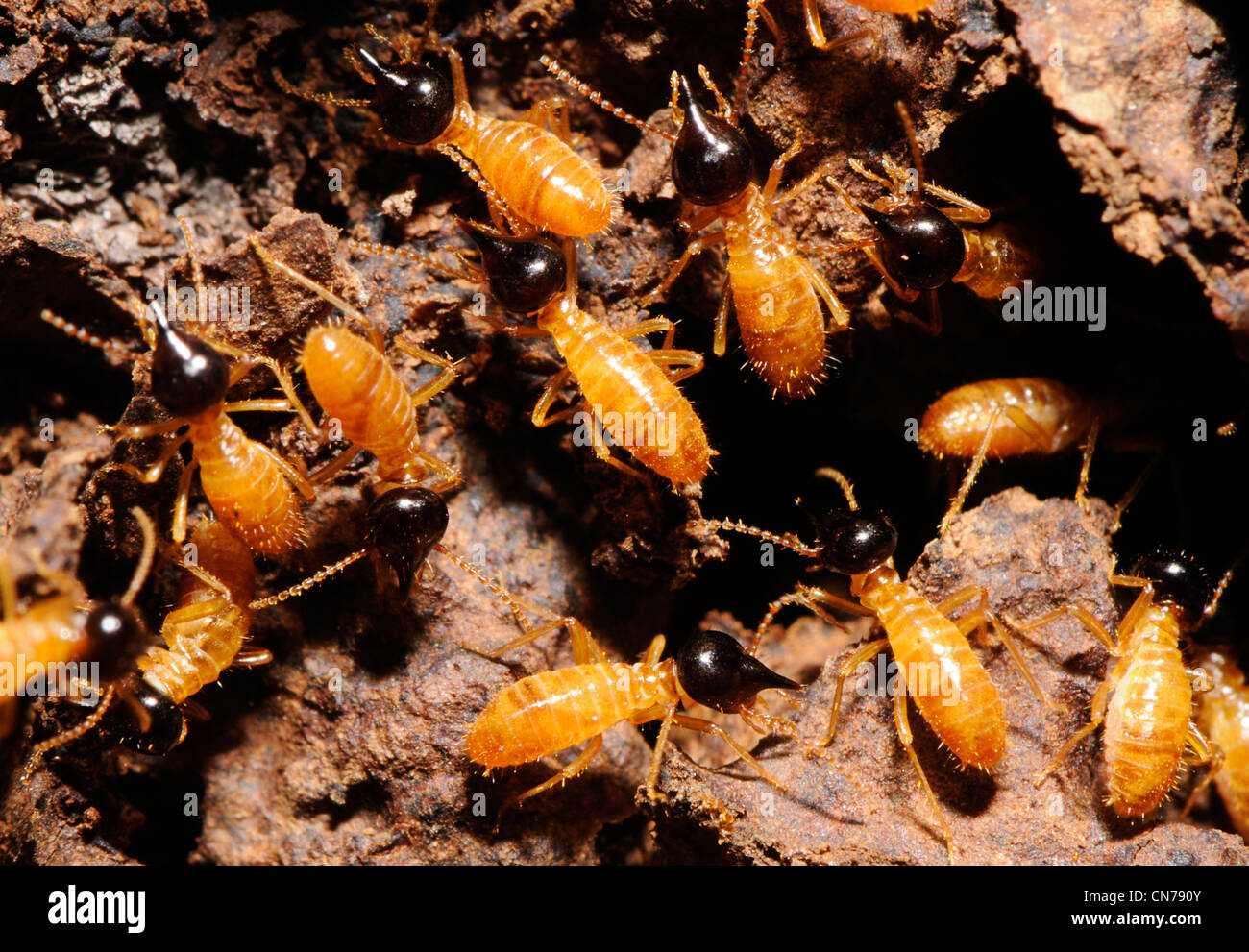 Nasutitermes corniger, a species of arboreal termite Stock Photo - Alamy