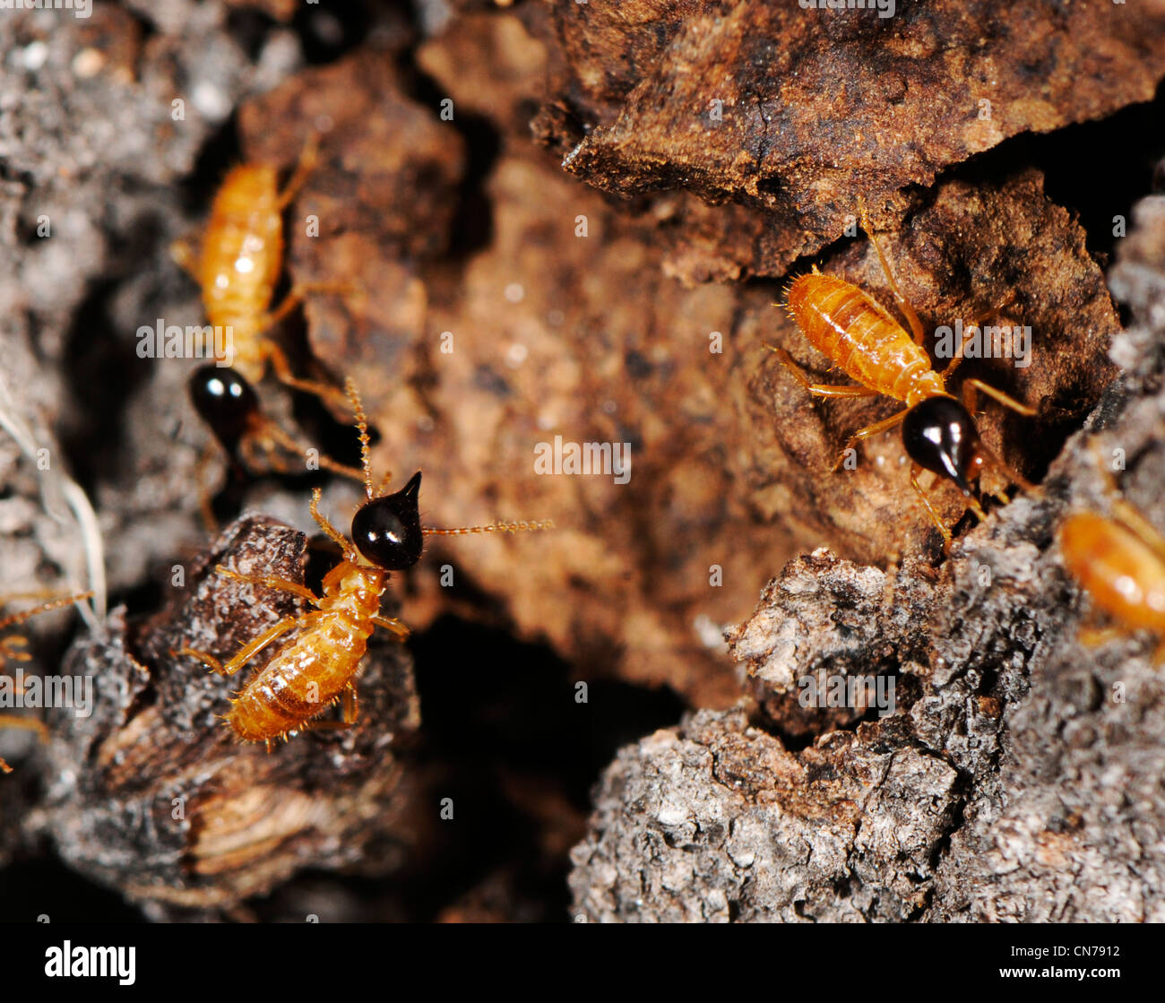 Nasutitermes corniger, a species of arboreal termite Stock Photo - Alamy